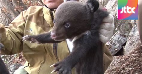 아기 반달곰 셋 지리산 품으로 곰 만나면 피하세요