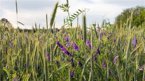 11 Nitrogen Fixing Plants That Will Improve Your Garden Soil