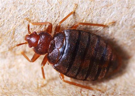 12 Ugly Insects To Avoid Creepy Facts Photos Parasites Bugs Storyteller Travel