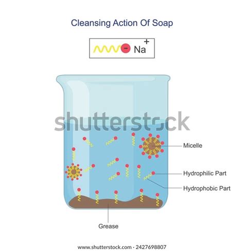 Cleansing Action Soap Structure Soap Water Stock Vector Royalty Free