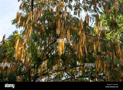 Oak Tree Seed Pods