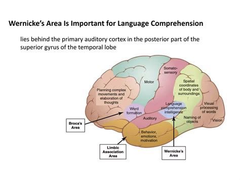 Cerebral Cortex And Its Components Ppt