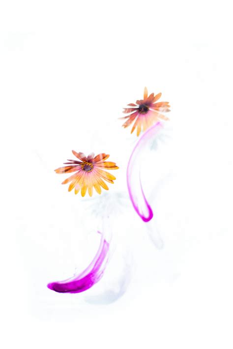 보라색과 노란색 꽃 그림 사진 Unsplash의 무료 추상적인 이미지