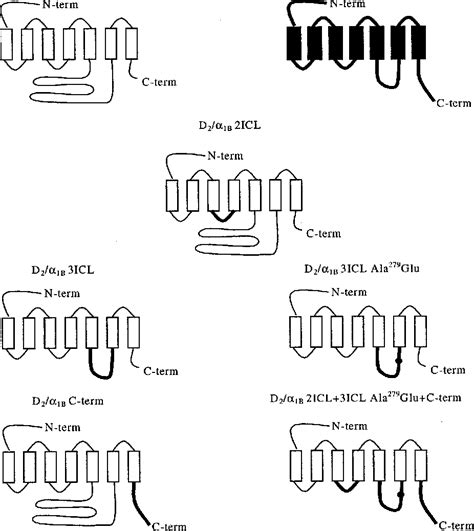 Figure 2 From Constitutive Coupling Of A Chimeric Dopamine D 2 Cid1