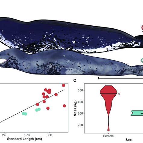 Female Biased Sexual Size Dimorphism In Adult Leopard Seals A