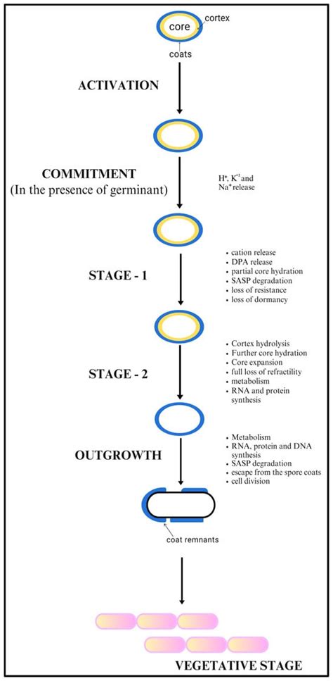 Anthrax Transmission Pathogenesis Prevention And Treatment