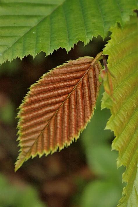 Leaves Deciduous Tree Free Photo On Pixabay Pixabay