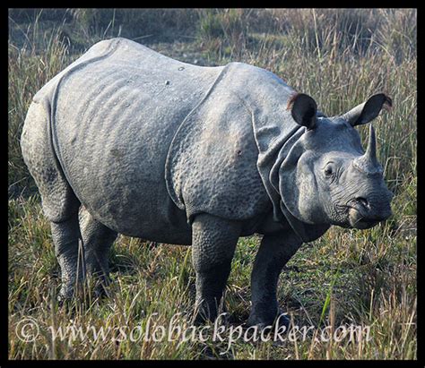 Pobitora Wildlife Sanctuary Sighting The Great Indian One Horn Rhinoceros Solo Backpacker