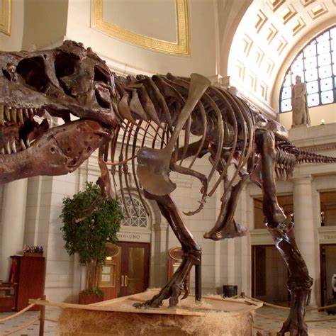 Tyrannosaurus Rex Feathers Fossil Tyrannosaurus Rex Feathers Fossil