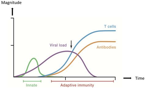 Innate Vs Adaptive Immunity Table
