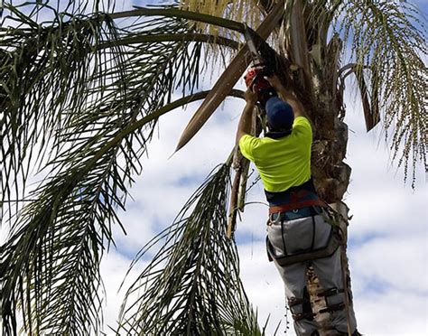 Palm Tree Removal Sydney High Point Trees