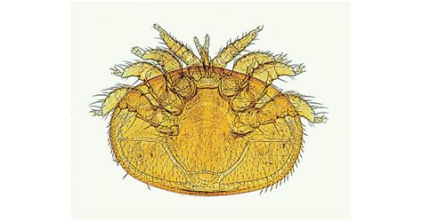 Борбата с акарите Български Фермер