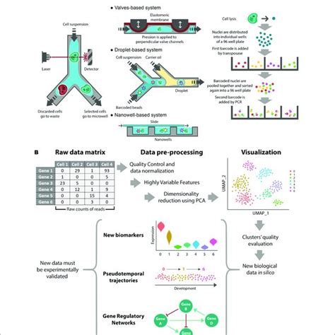 Pdf Unraveling Root Development Through Single Cell Omics And Reconstruction Of Gene