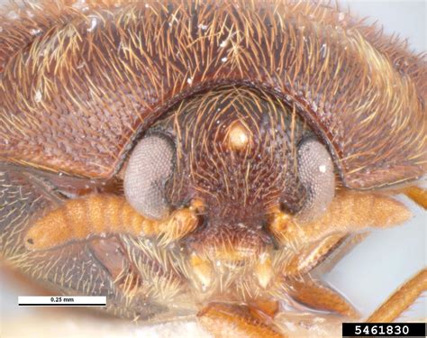 Larger Cabinet Beetle Trogoderma Inclusum