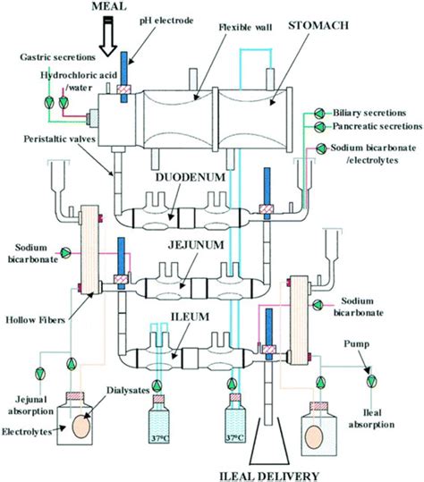 Schematic Diagram Of The Gastrointestinal 1 Digestion Model Tim 1 Download Scientific Diagram