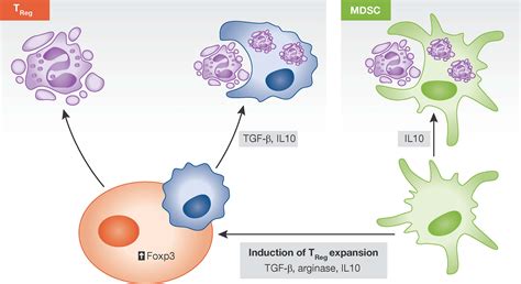Macrophage Animation