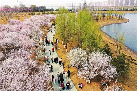晋阳湖畔桃花艳 黄河新闻网