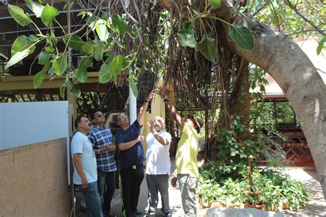 Journeys Across Karnataka Ficus Krishnae Trees In Karnataka