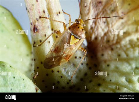 Lygus Hesperus An Overview Sciencedirect Topics 40 Off