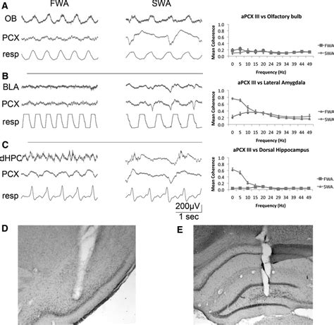 State Dependent Changes In Coherence Between The Piriform Cortex Layer Download Scientific