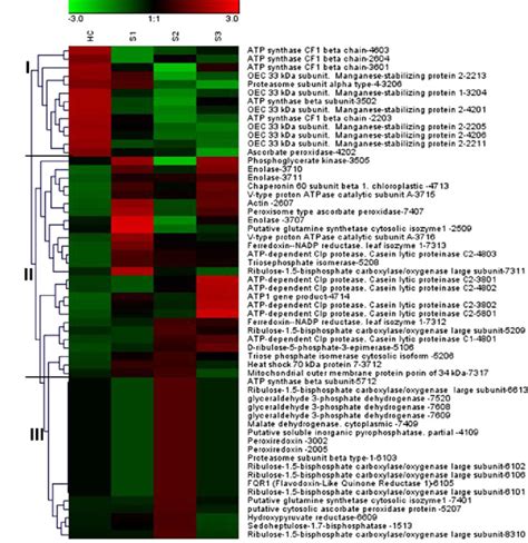 Hierarchical Clustering Of The Differentially Regulated Proteins