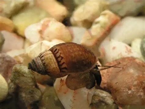 Melanoides Granifera Home Aquarium