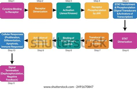 Detailed Flowchart Jak Stat Signaling Pathway Stock Vector Royalty