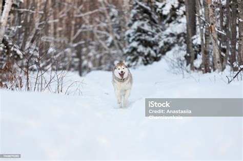 겨울 숲에서 눈에 실행 밖으로 매달려 통을 가진 행복 귀 엽 고 미친 시베리아 허스키 개 가축에 대한 스톡 사진 및 기타 이미지 가축 개 개과 Istock