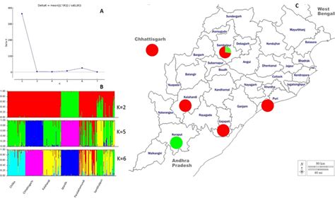 Genetic Admixture Analysis Done Using Structure Software A The Download Scientific Diagram