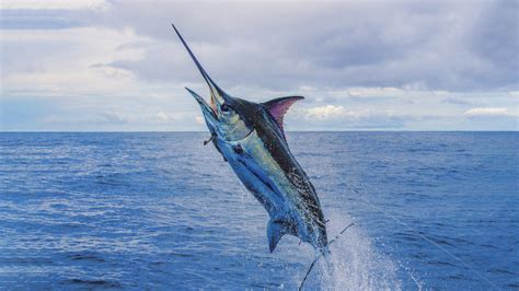 Species Profile The Majestic Blue Marlin Pelagic Fishing Gear