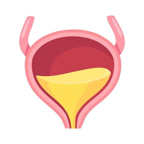 Human Bladder Structure Anatomy Study 66247471 Vector Art At Vecteezy