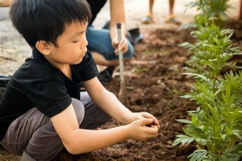 CO Can Be Removed From The Atmosphere By Planting Trees