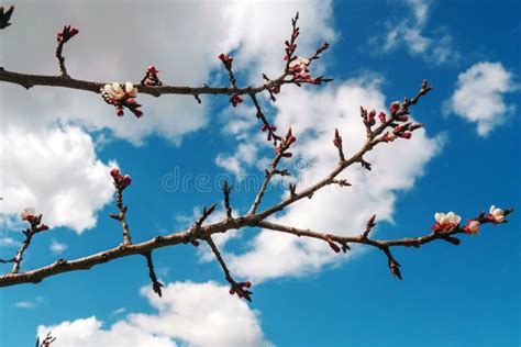 Low Angle View Tree Branch Stock Image Image Of Floral 146629709