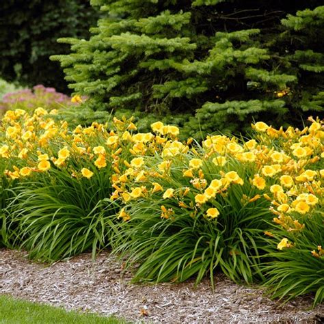 What To Plant With Stella Doro Daylily My Heart Lives Here