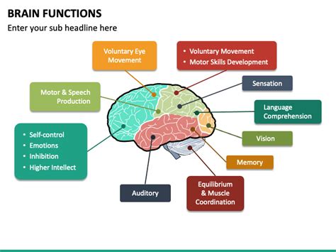 Ppt Brain Anatomy And Function Powerpoint Presentation Ppt Case