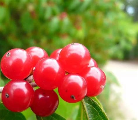 结红果的树有哪些种树上结小红果的植物夏天树上结的红果子第2页大山谷图库