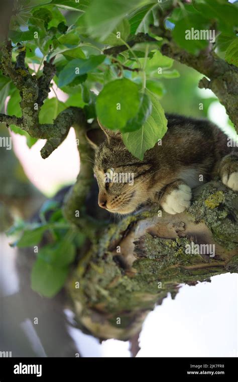 Cat In A Tree Lookinng And Sleeping Cute Cat Looking After Birds To Hunt Playful Cat Want To