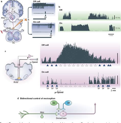 Opioid Receptor Semantic Scholar