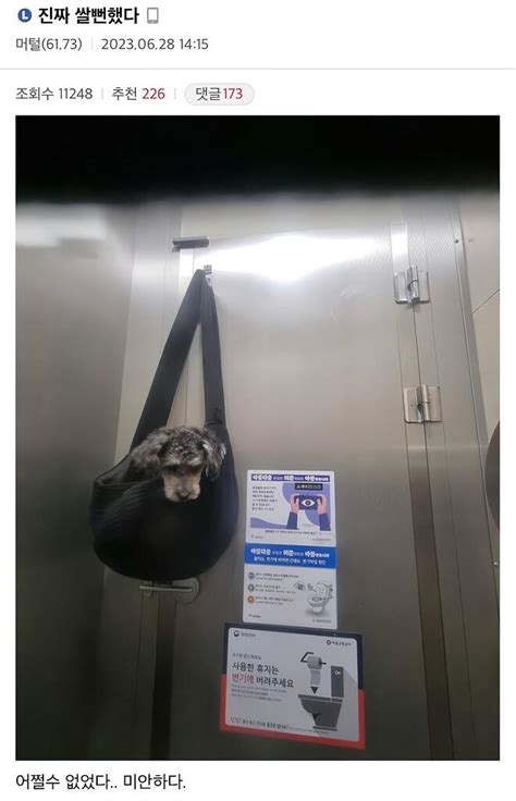 강아지 산책시키다 급똥 싸는 디시인 Dvdprime