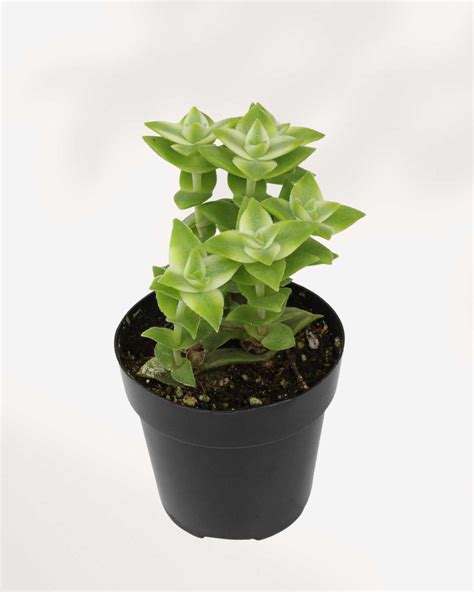 Crassula Perforata Variegata String Of Buttons Buy Online