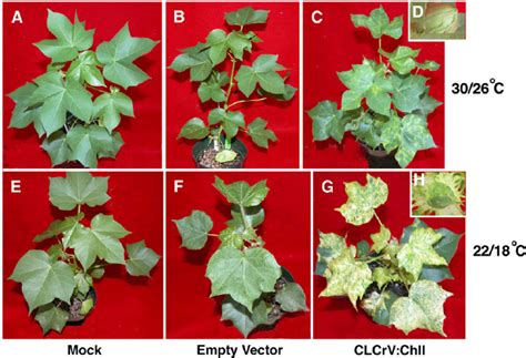 The Efficiency Of Gene Silencing Is Affected By Temperature Plants