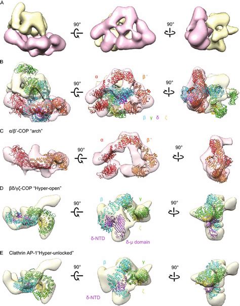 3d Reconstruction Of The Recombinant Human Coatomer In Its Soluble