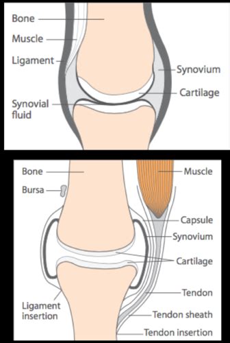 Aandp Lecture 10 Axial Skeleton Flashcards Quizlet