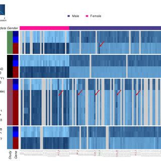 Gene Based And Metadata Based Sex In Four Datasets Of Similar Subjects Download Scientific