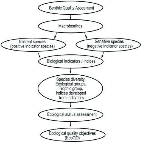 1 Showing The Process Of Benthic Quality Assessment Download