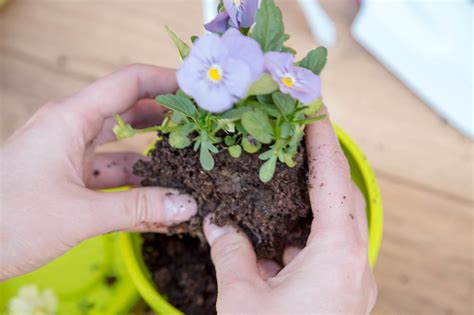원 예 도구 급수 깡통 꽃 장갑 삽 토양 무료 텍스트 공간을 정원 개념 레이아웃에 봄 개체 그룹에 대한 스톡 사진 및 기타 이미지 Istock