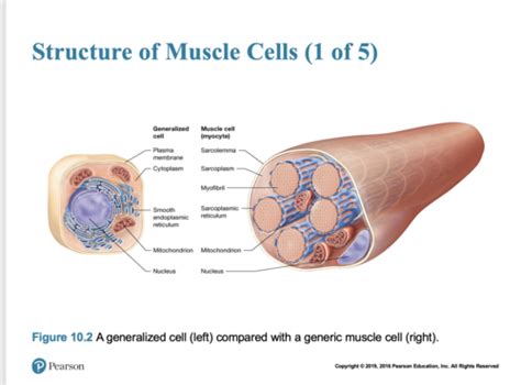 Bio Exam 3 Ch 10 Flashcards Quizlet