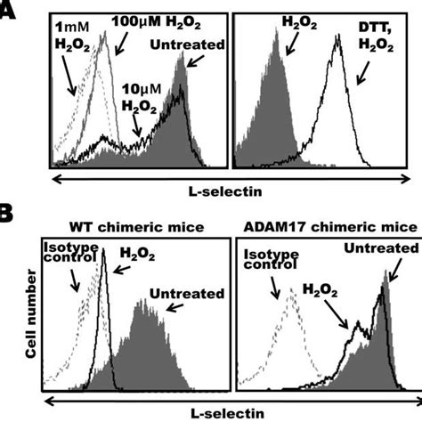 Adam17 Dependent L Selectin Shedding By H 2 O 2 Treated Neutrophils Download Scientific