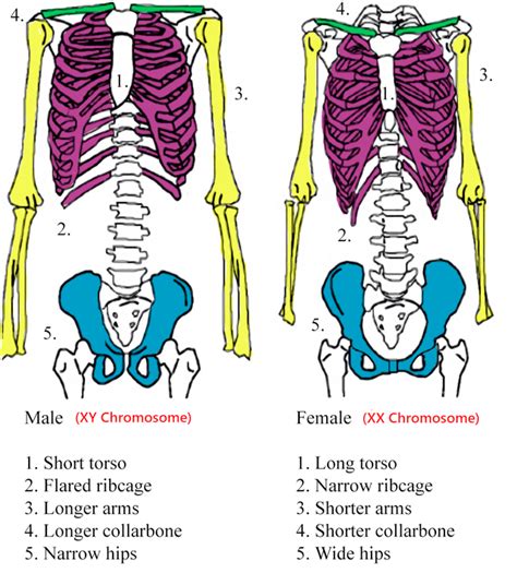 Xx Xy Anatomy
