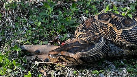 Burmese Pythons Florida Snakes Can Be Eaten But Mercury Levels High